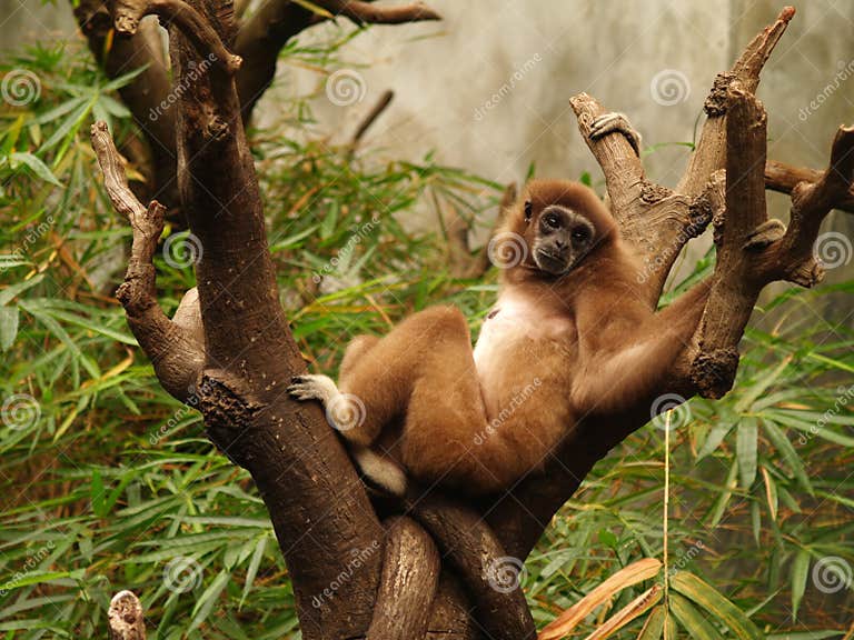 Reclining Monkey stock image. Image of wild, habitat, jungle - 9026187