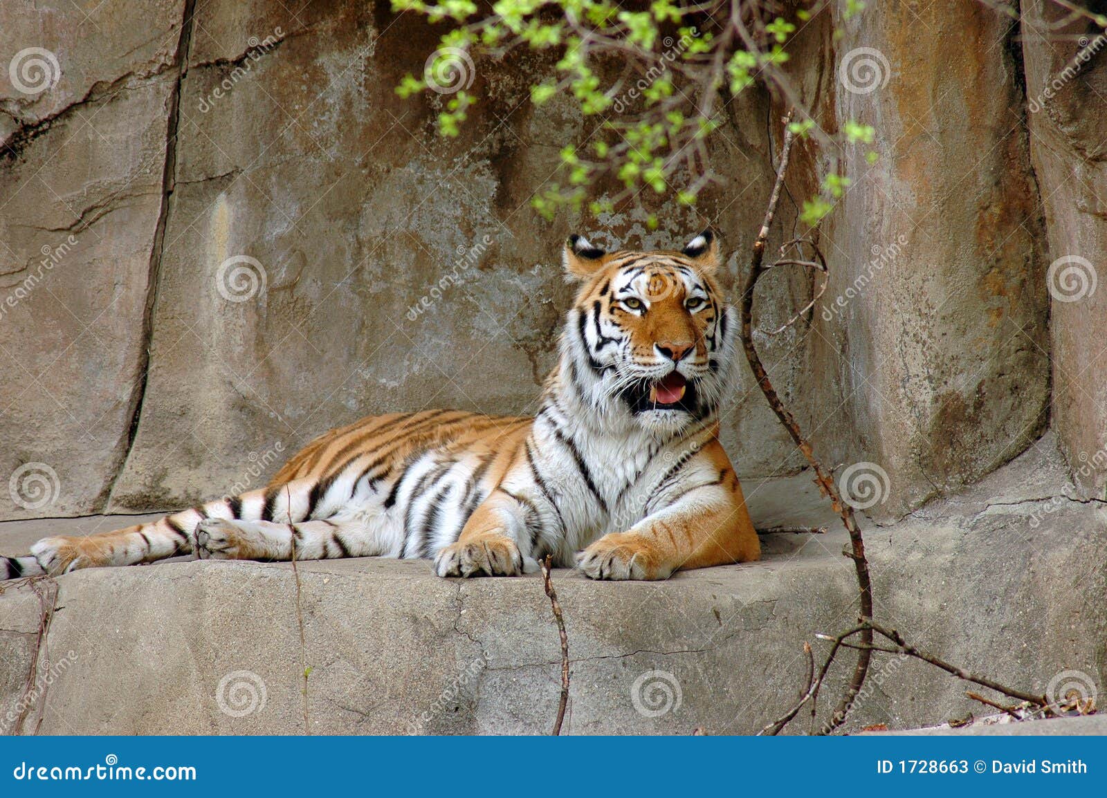 Reclining tiger stock image. Image of captivity, animal - 1728663