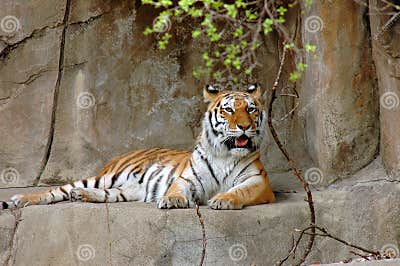 Reclining tiger stock image. Image of captivity, animal - 1728663
