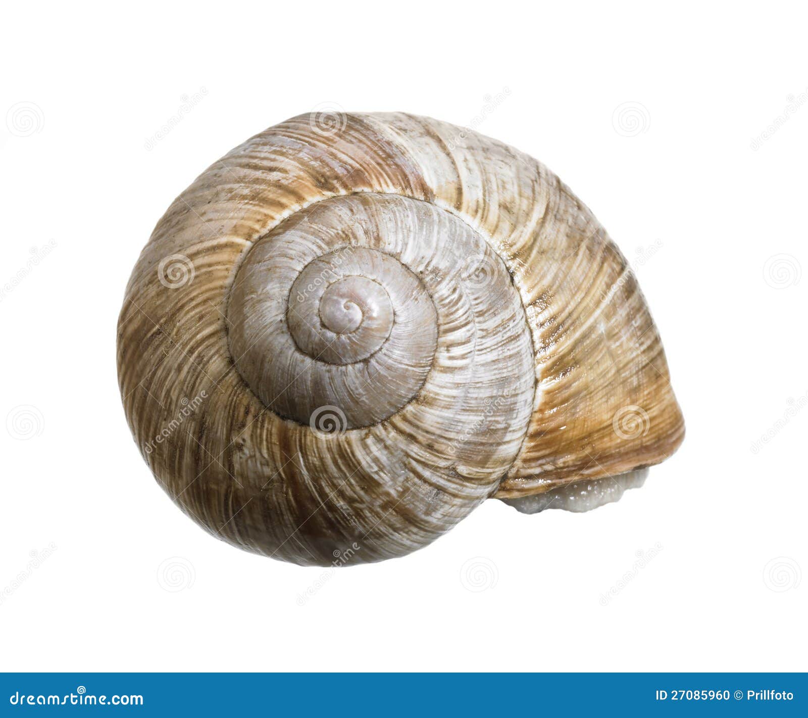 Reclusive grapevine snail stock photo. Image of nature - 27085960