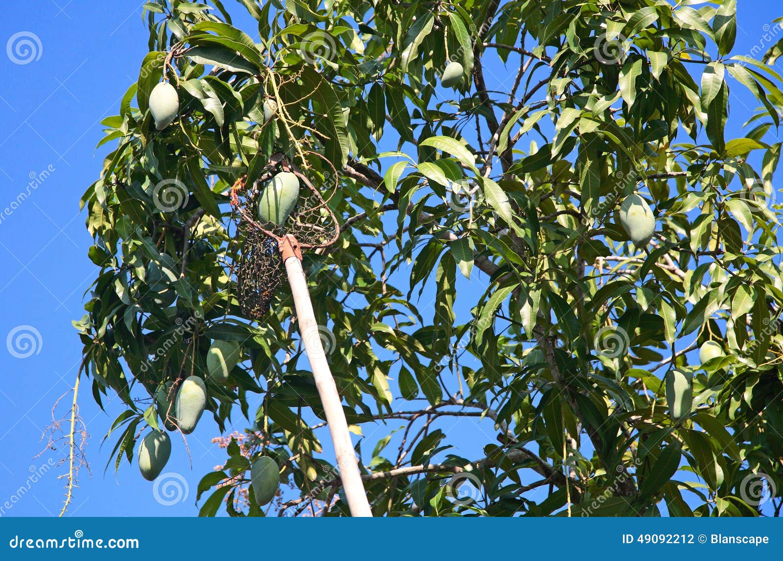 Recogedor De Mango Largo De La Fruta Que Toma El Mango Foto de archivo ...