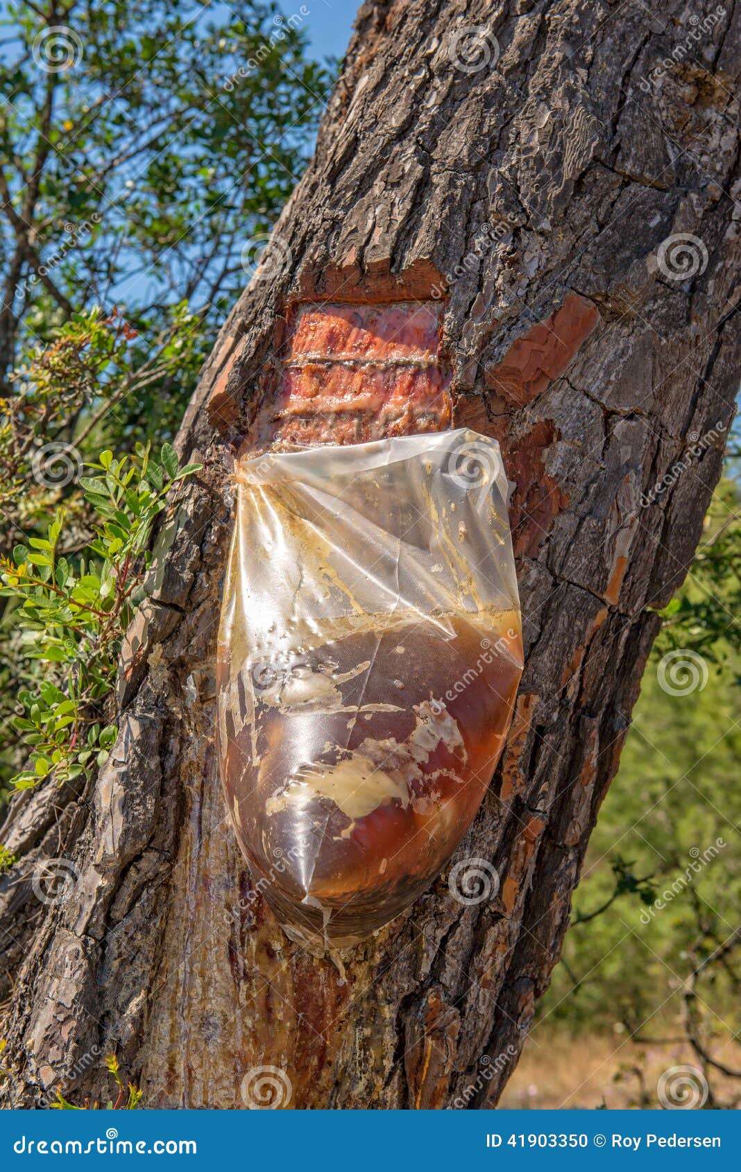 Recogida de la resina foto de archivo. Imagen de nadie - 41903350