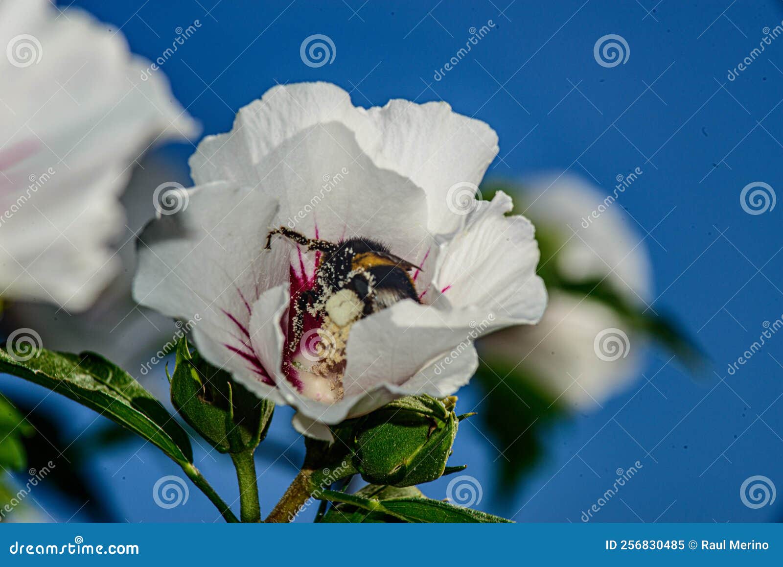 Bee inside a flower stock image. Image of detail, nature - 256830485