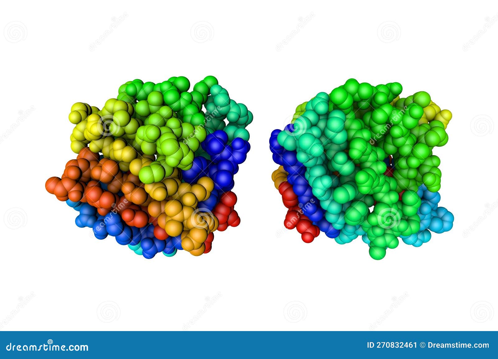 Recombinant Human Muscle Fatty Acid Binding Protein Space Filling