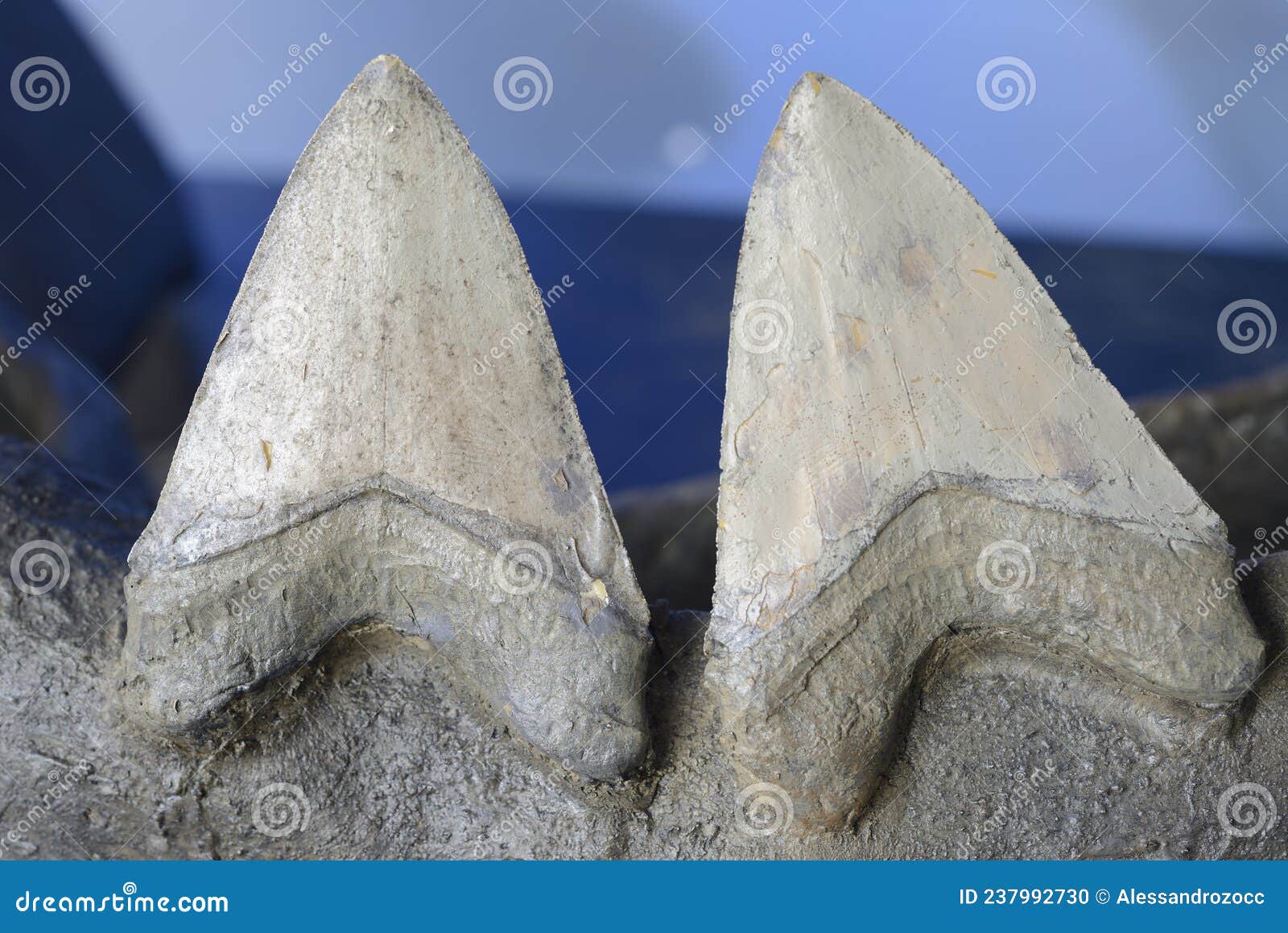 Reconstructie Van Tanden Van De Grootste Haai Stock Foto - Image of ...