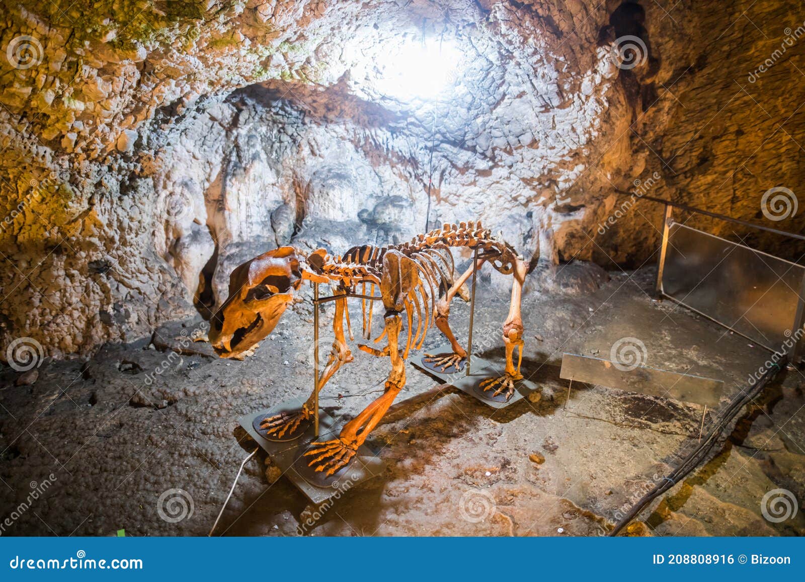 Reconstruction of a Cave Bear Skeleton Editorial Photo - Image of ...