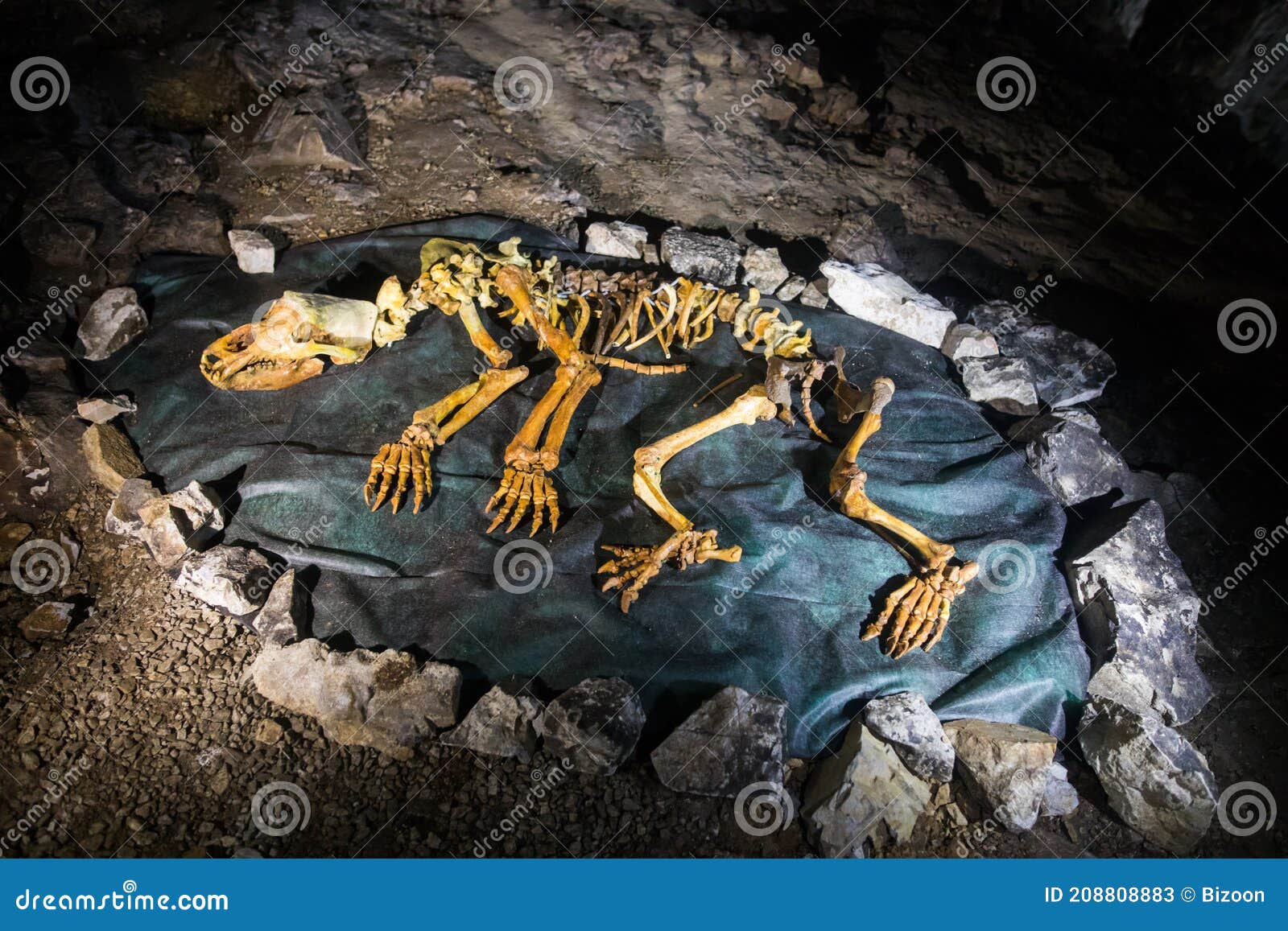 Reconstruction of a Cave Bear Skeleton Editorial Stock Photo - Image of ...