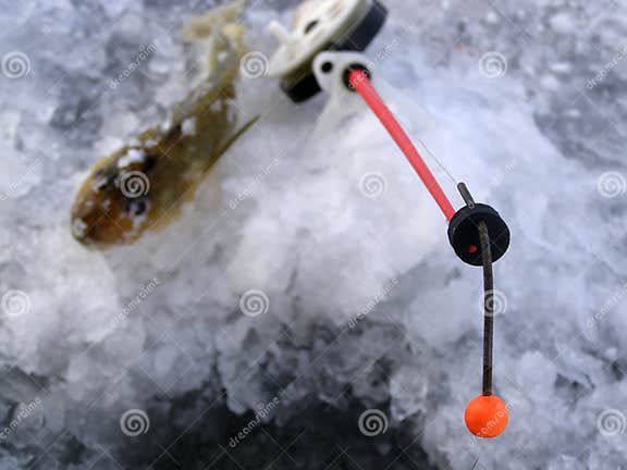 The record ruff is caught stock photo. Image of outdoor - 23340610