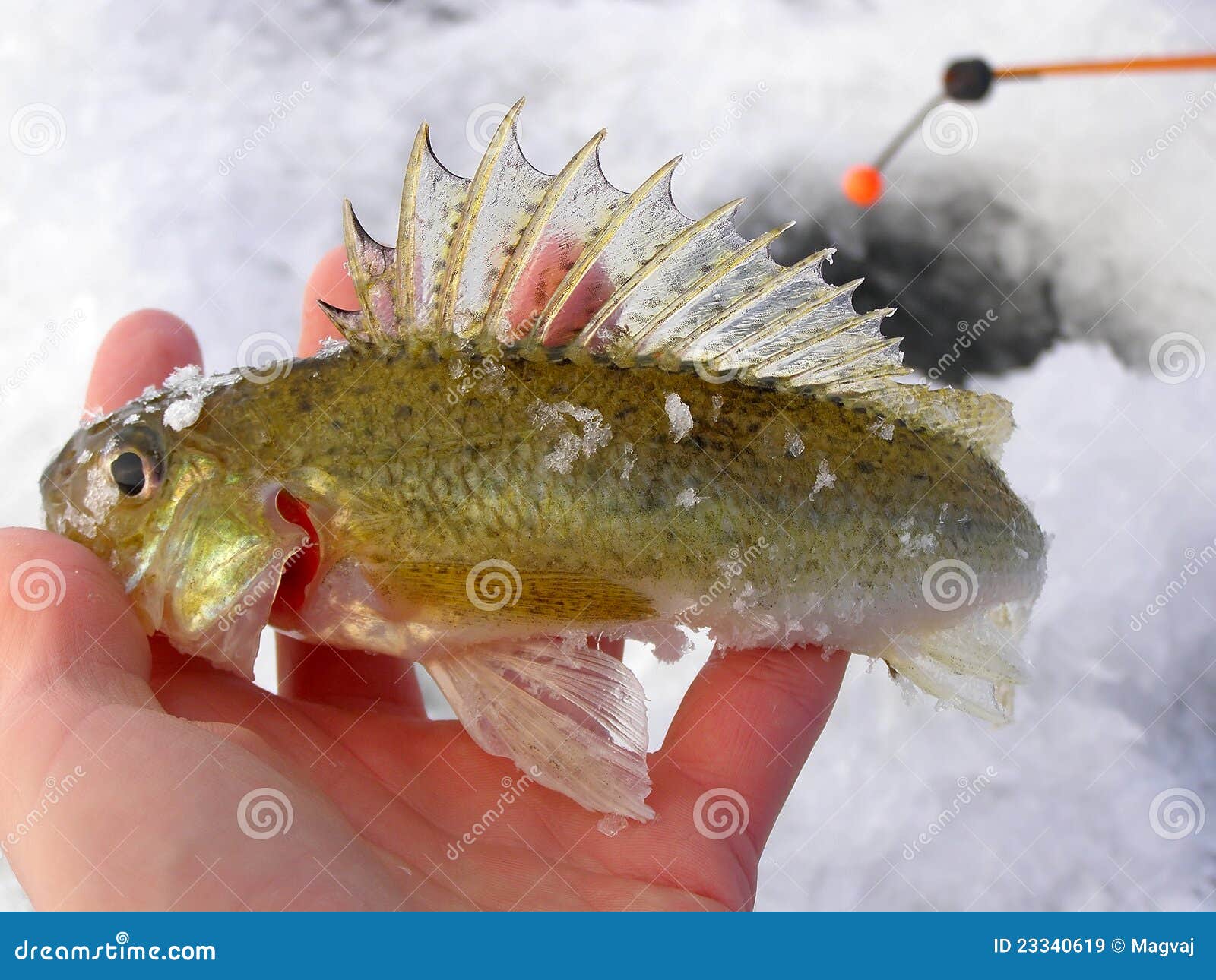 The Record Ruff is Caught 3 Stock Image - Image of food, fishing: 23340619