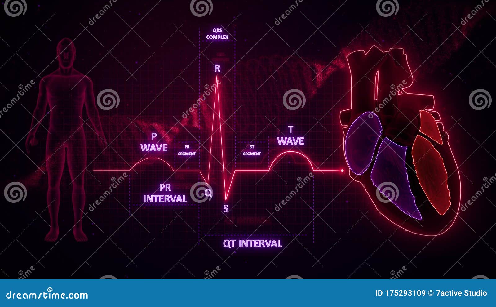 Electrocardiogram Wave or ECG or EKG of Human Heart Stock Illustration ...