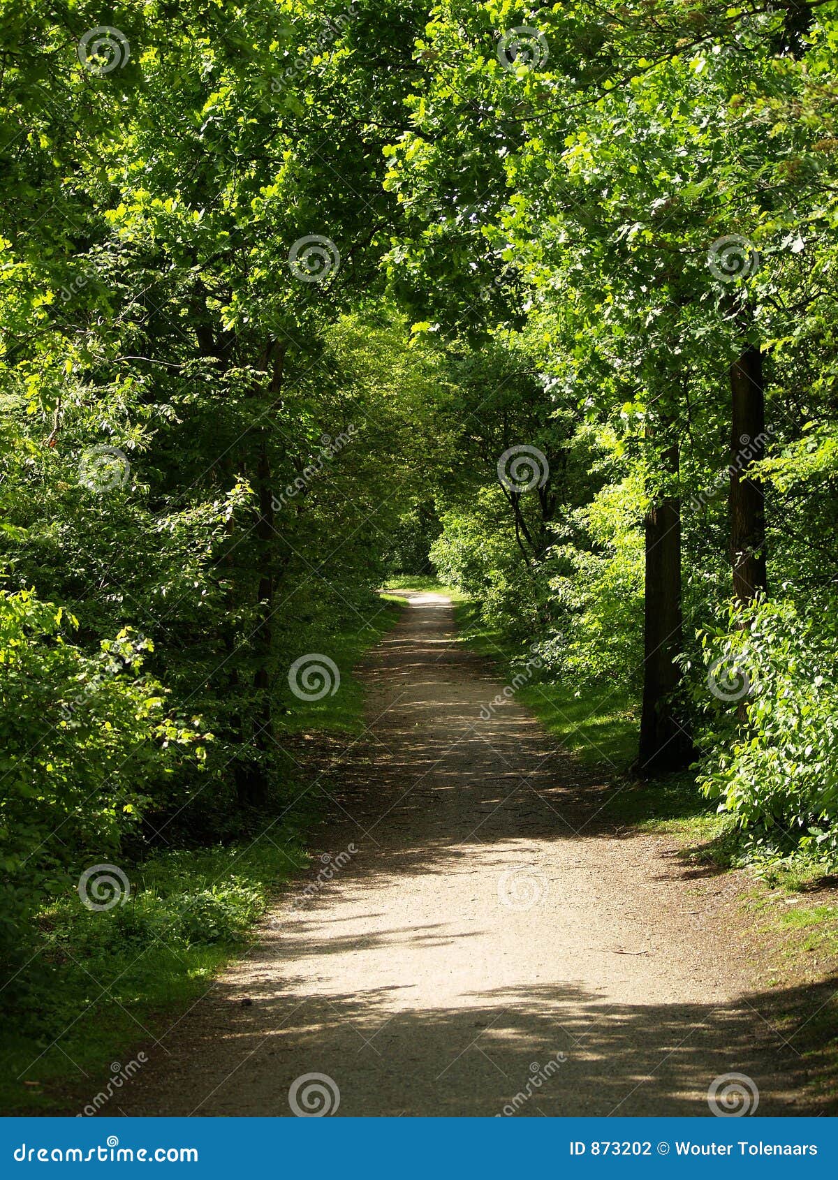 Recorrido foto de archivo. Imagen de arbolado, camino, alza - 873202