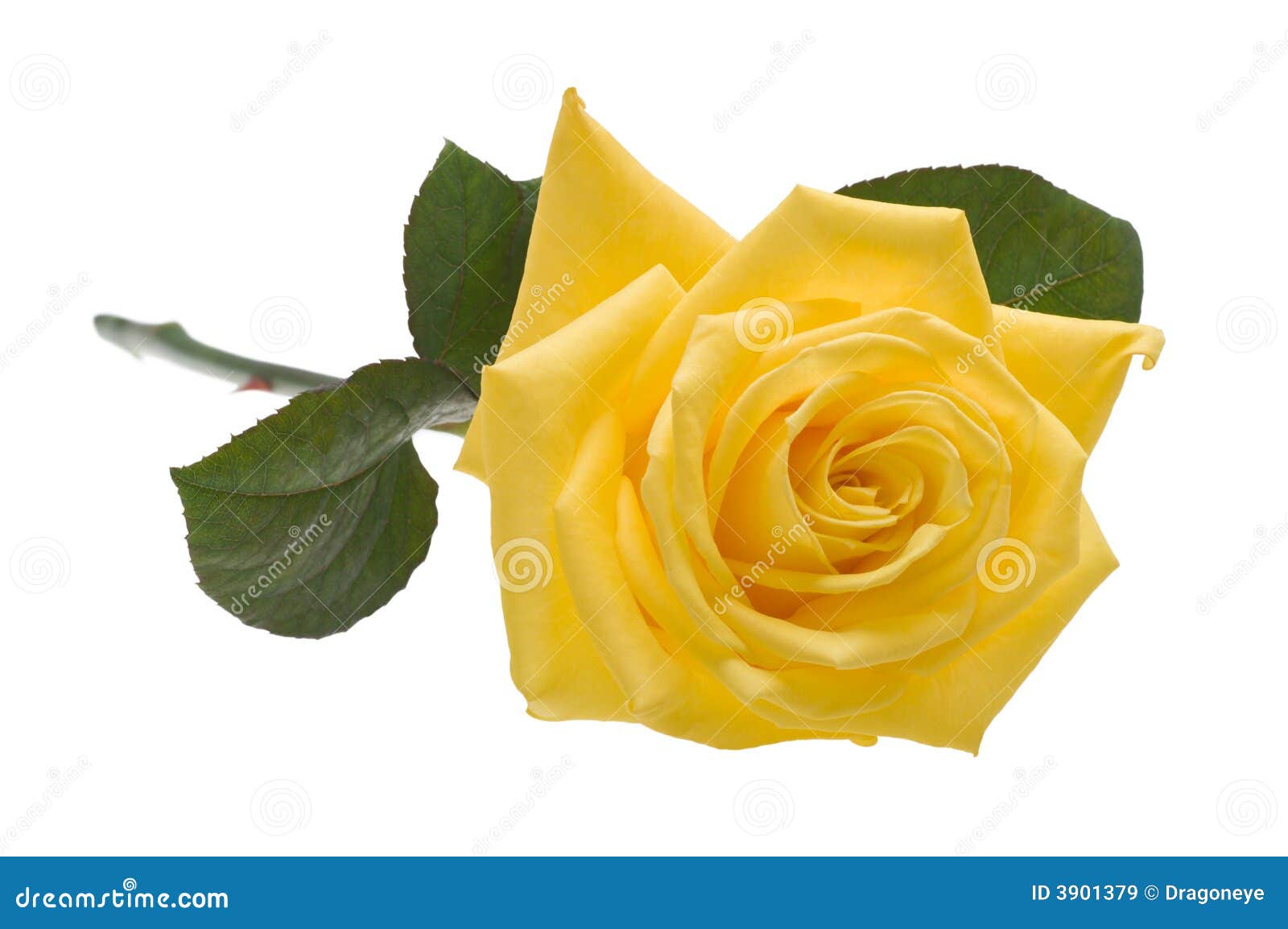 Recorte Color De Rosa Del Amarillo Imagen de archivo - Imagen de ...