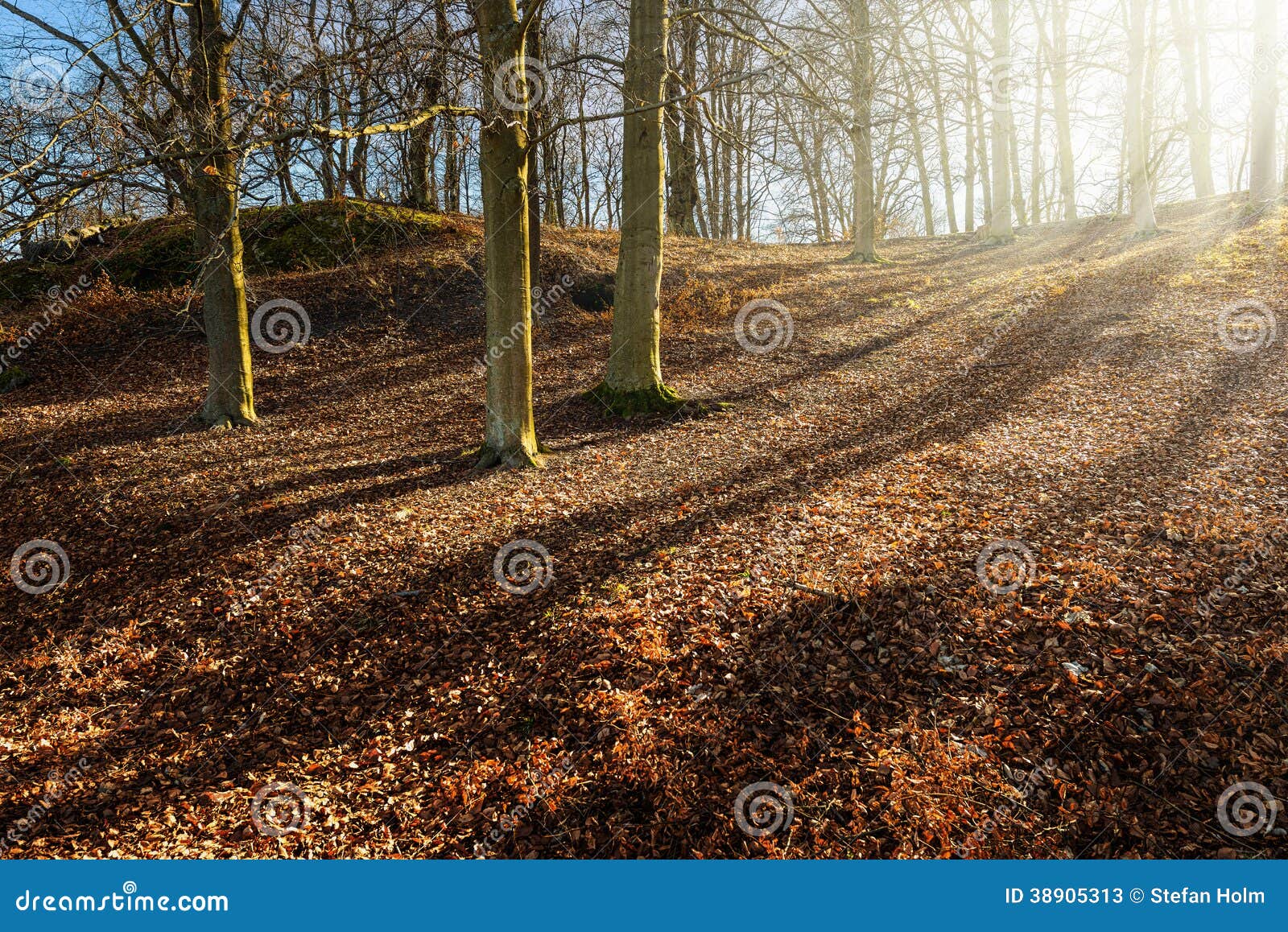 Recreation Area in a Forest Setting during Spring Stock Image - Image ...