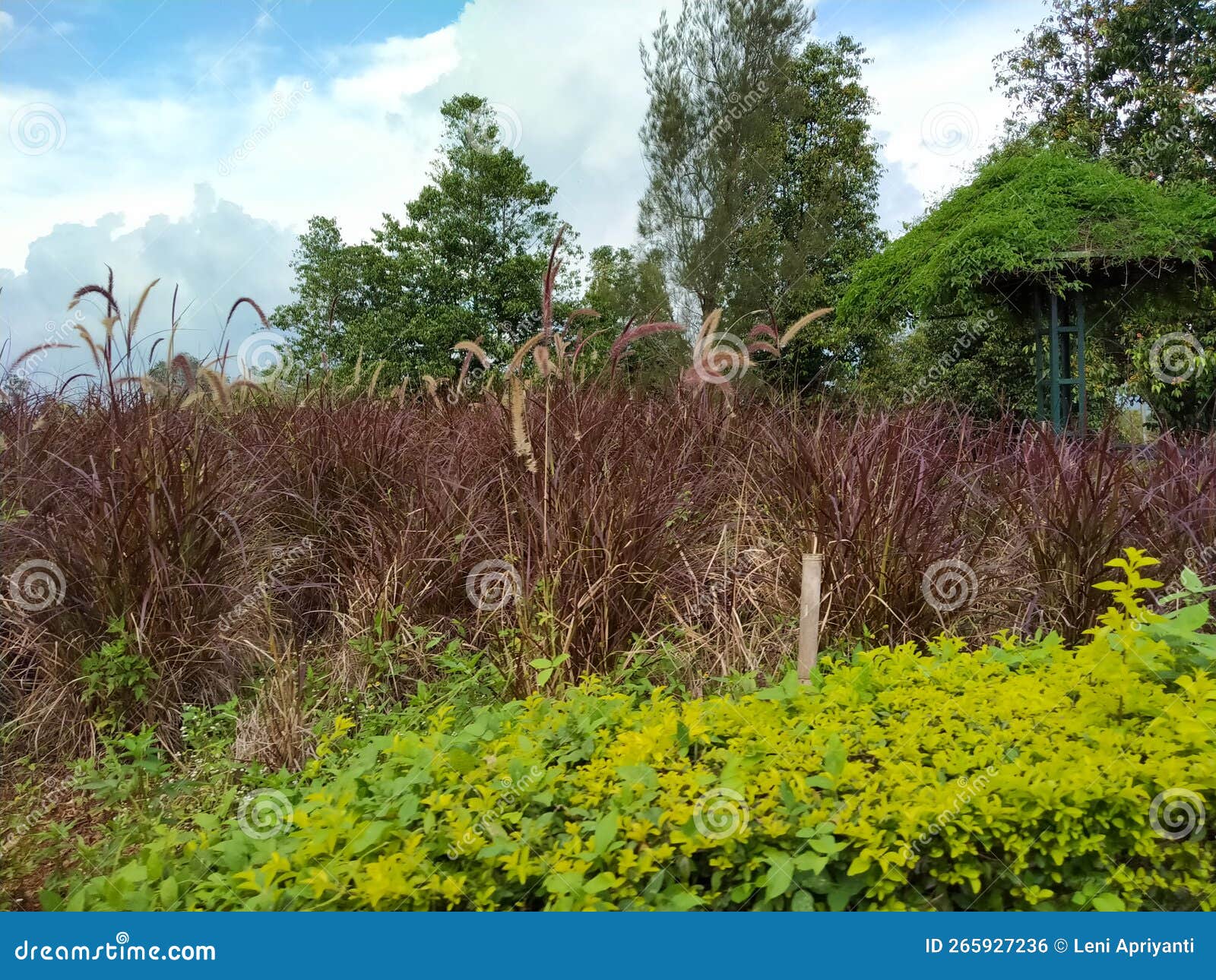 Recreation Grass Zoo Garden Flowers Stock Photo - Image of elephant ...