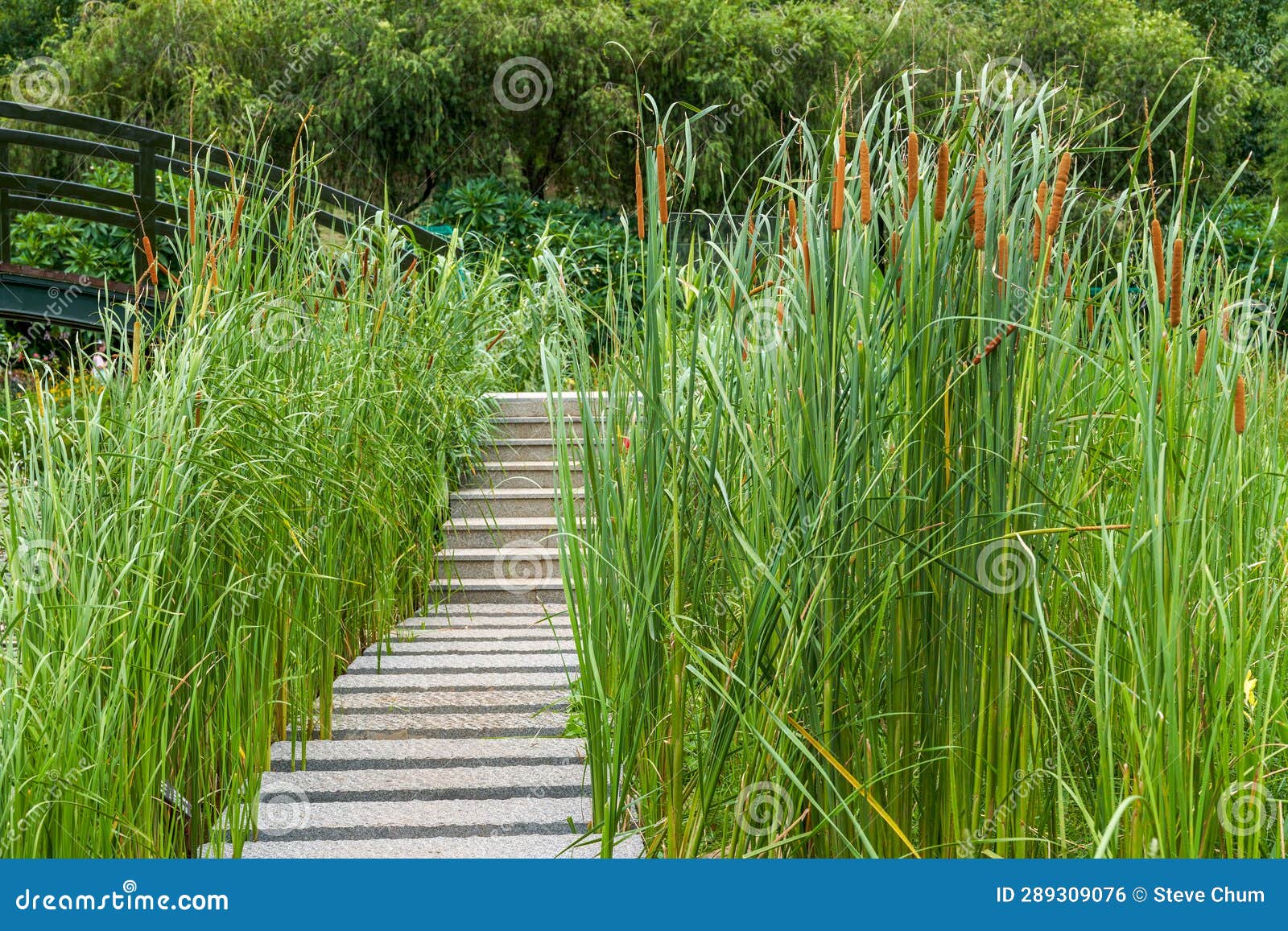Recreational Beautiful Plants and Trail View in the Park Stock Photo ...