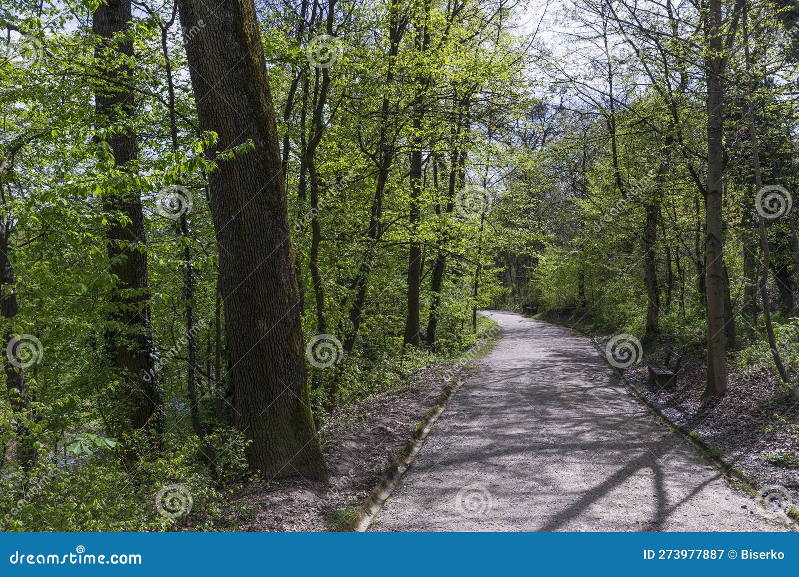 Recreational Path in the Forrest Stock Image - Image of path, woodland ...