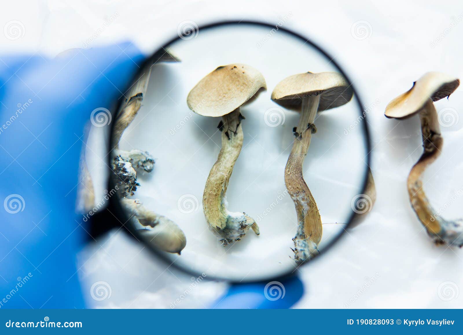 .recreational Varieties of Psilocybin Mushrooms, Study of Magic ...