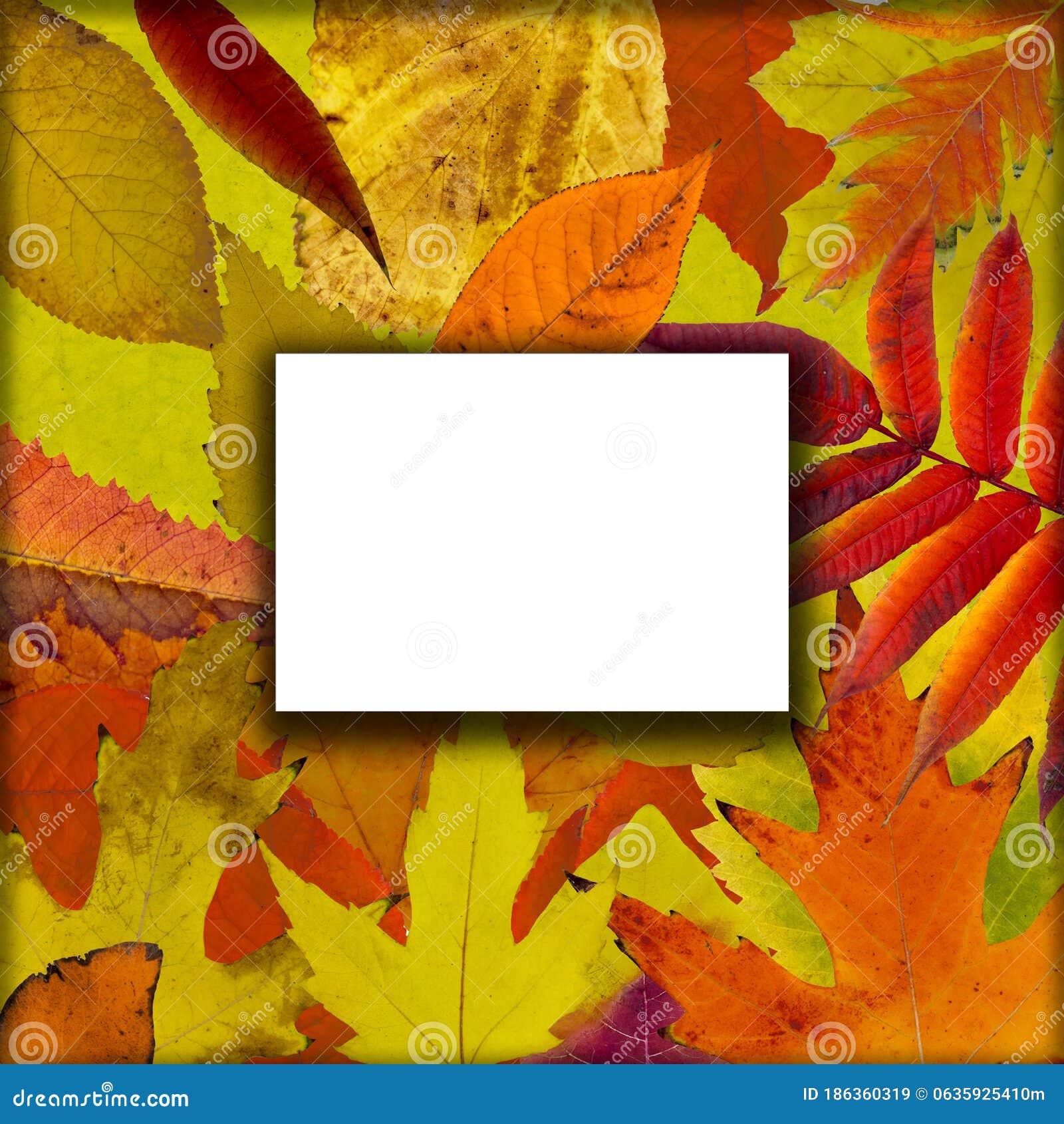 Rectangle on the Autumn Leaves. Stock Image - Image of golden, tree ...