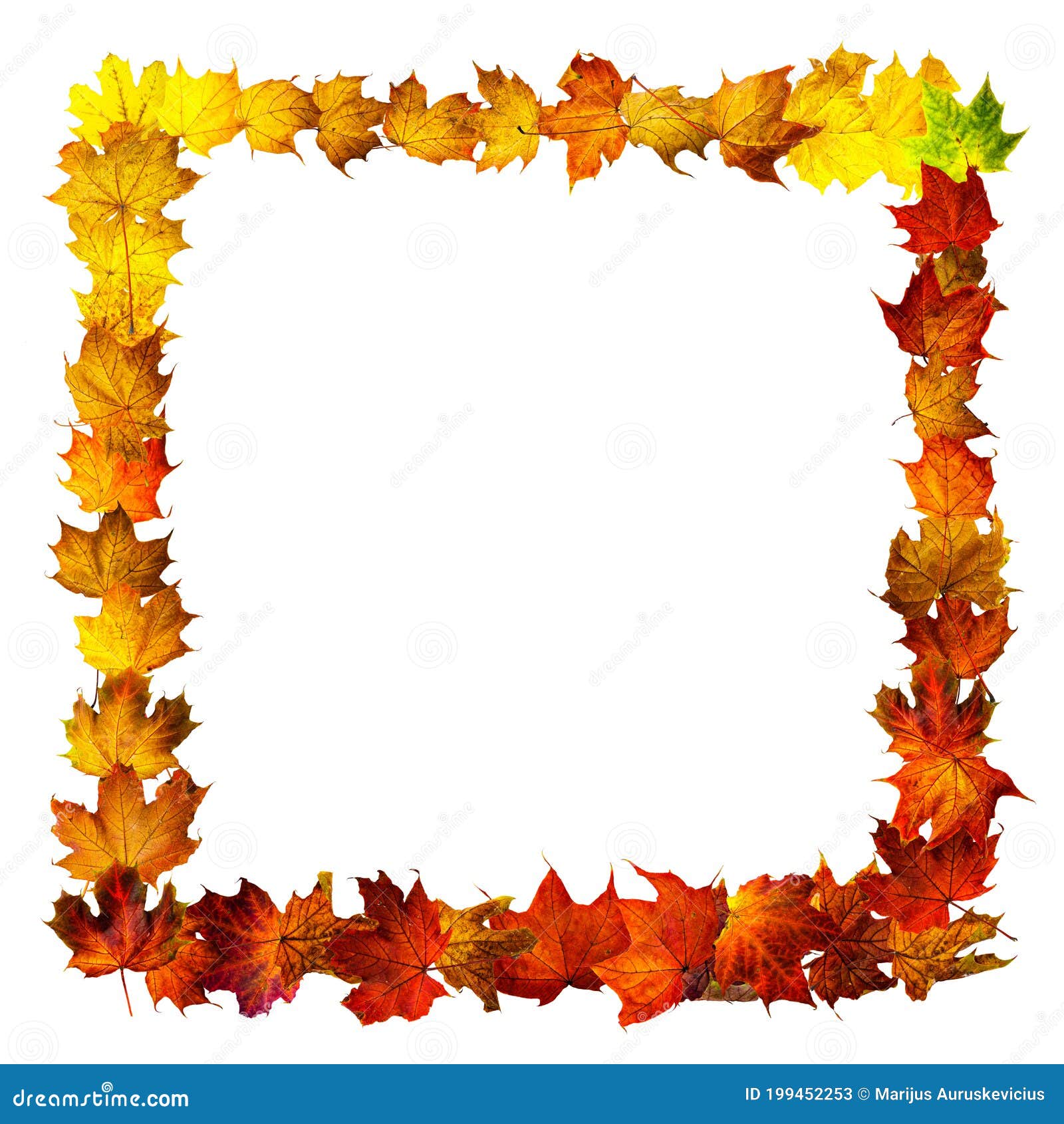 Rectangle Frame of Colorful Autumn Maple Leaves Isolated on White ...