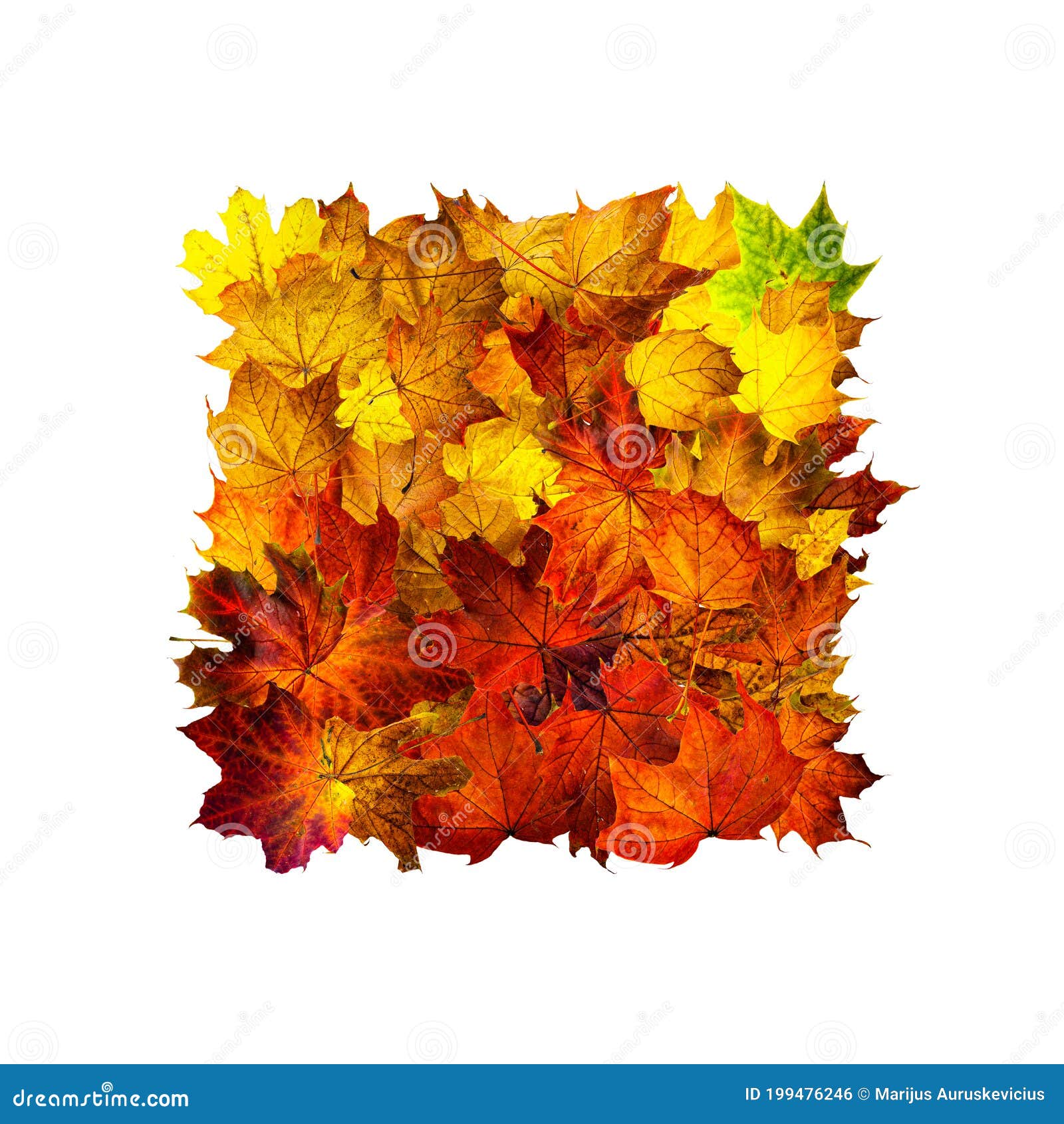 Rectangle Frame of Colorful Autumn Maple Leaves Isolated on White ...