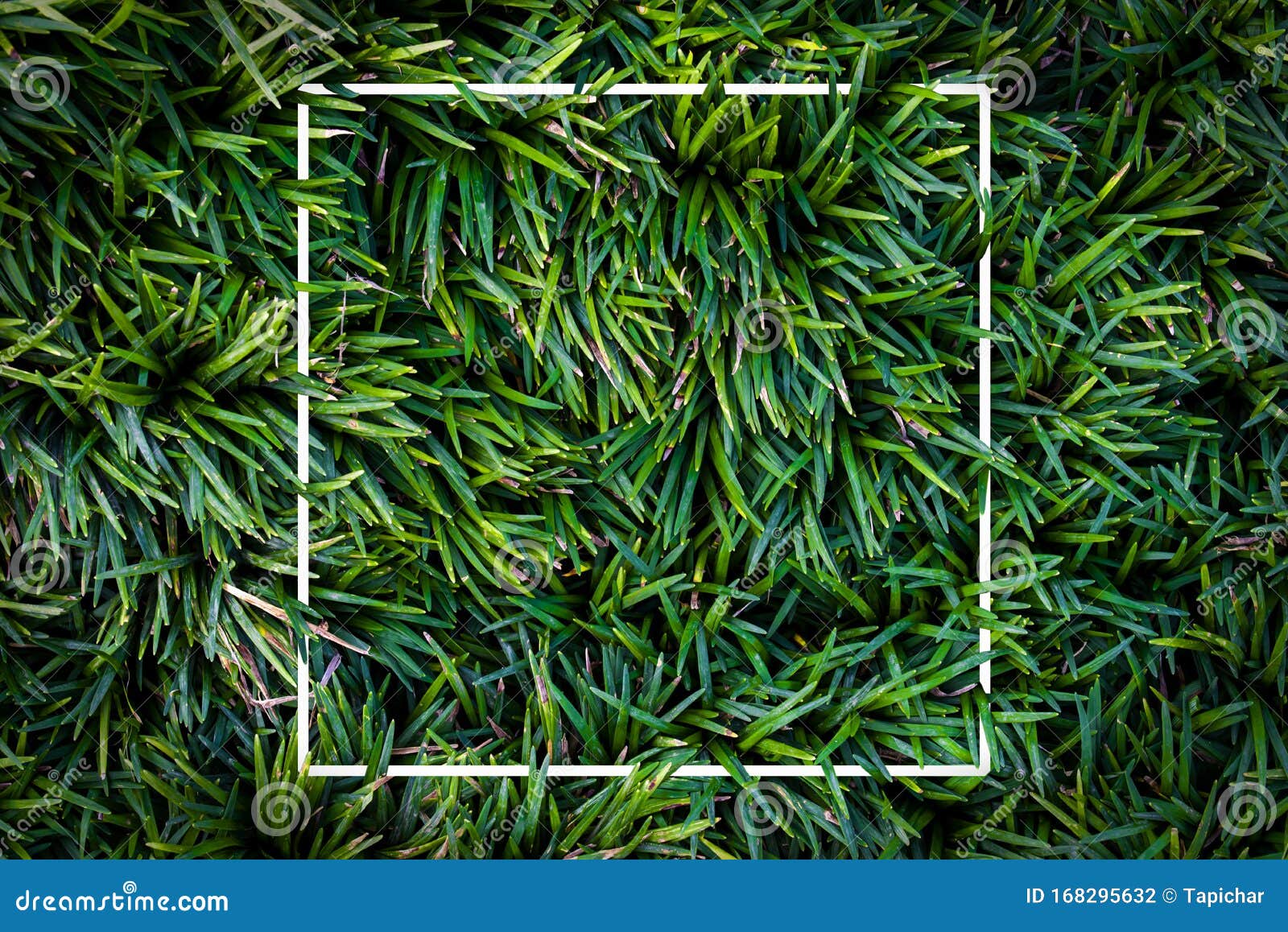 Rectangle Layout with Textured of Green Grass. Stock Photo - Image of ...