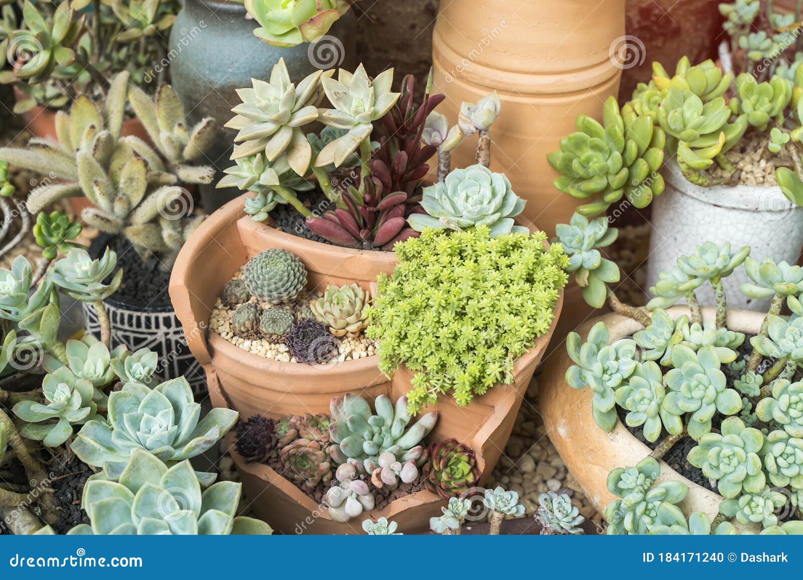 Rectangular Arrangement of Succulents Stock Photo - Image of chicks ...