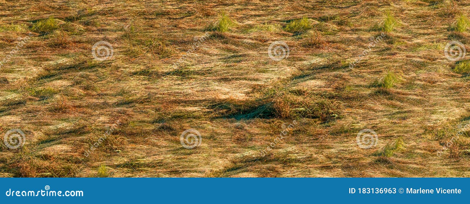 Rectangular Background of Grass Field Ground Stock Image - Image of ...