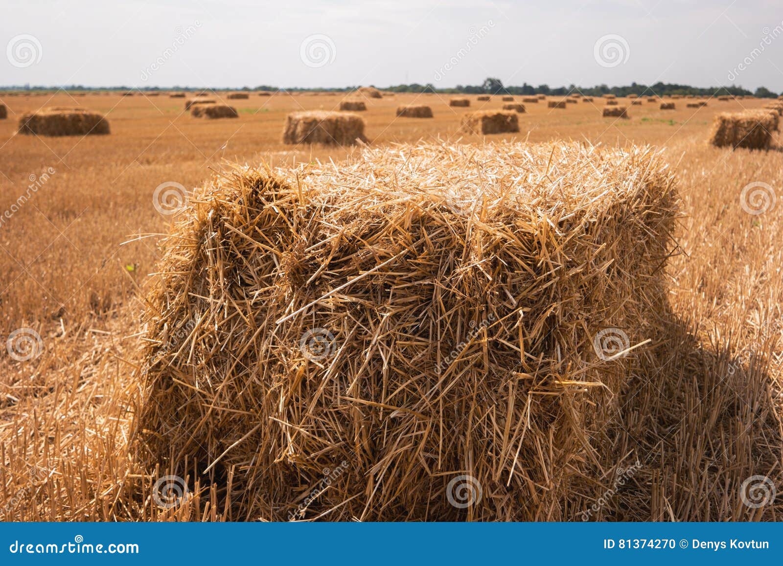 Rectangular bale of hay. stock photo. Image of clear - 81374270