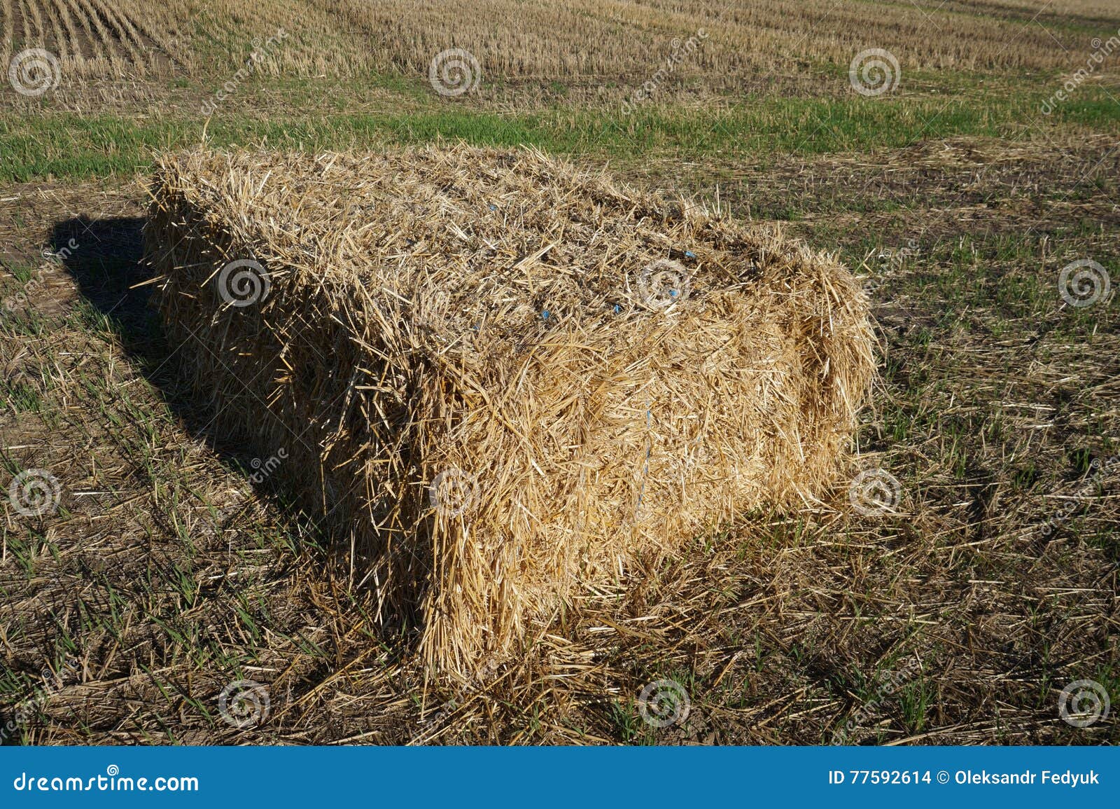 Rectangular Bale of Straw in the Field Stock Photo - Image of gold ...