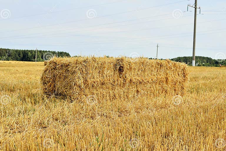Rectangular Bale of Straw in the Field Stock Photo - Image of square ...