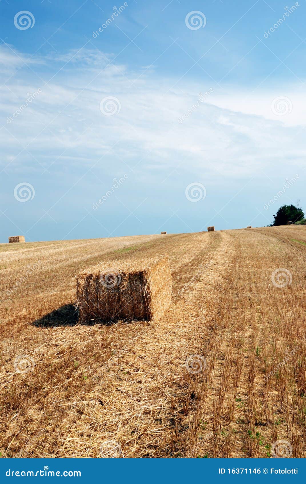 Rectangular bales of hay stock photo. Image of autumn - 16371146