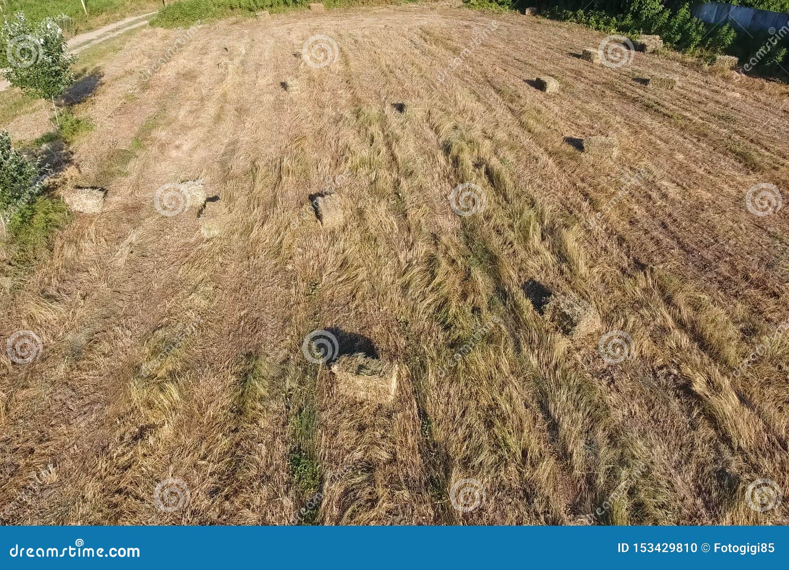 Rectangular Bales of Hay on the Field. Hay Stock Photo - Image of land ...