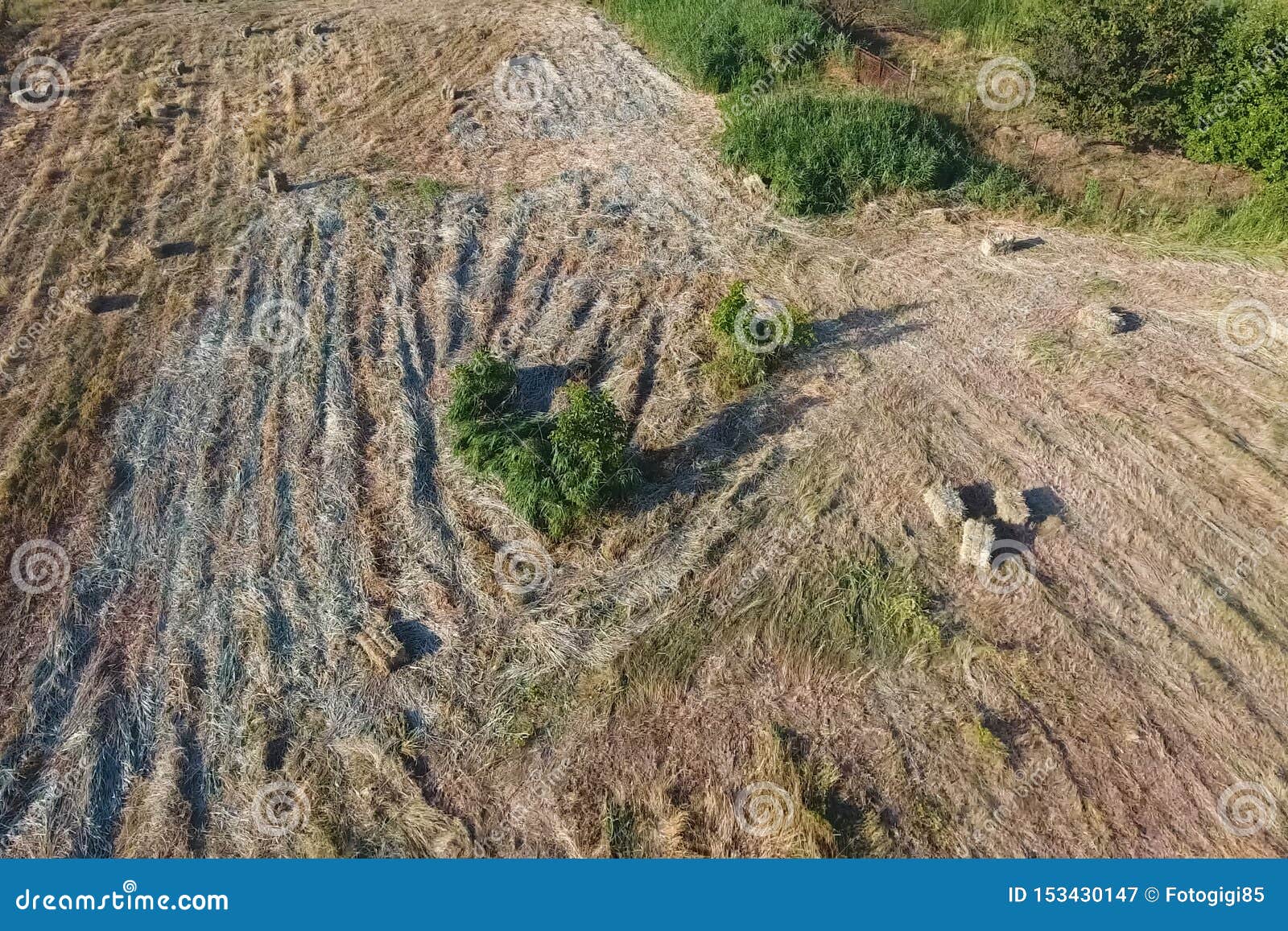 Rectangular Bales of Hay on the Field. Hay Stock Image - Image of crop ...