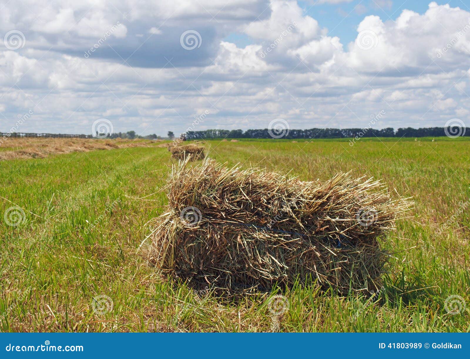 Rectangular Bales of Hay on the Field Stock Image - Image of cocksfoot ...