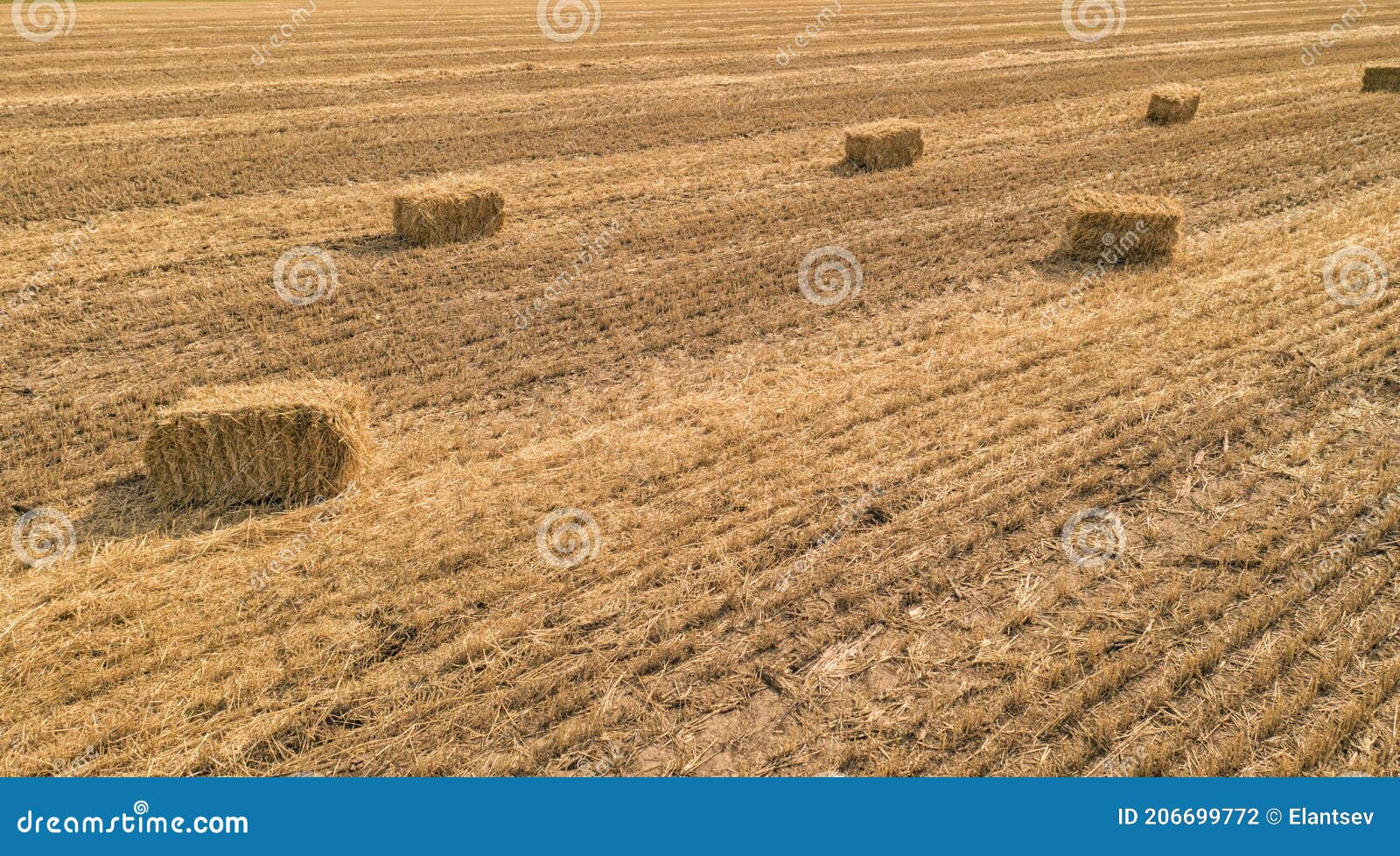 Rectangular Bales of Hay on the Field after the Wheat Harvest Stock ...