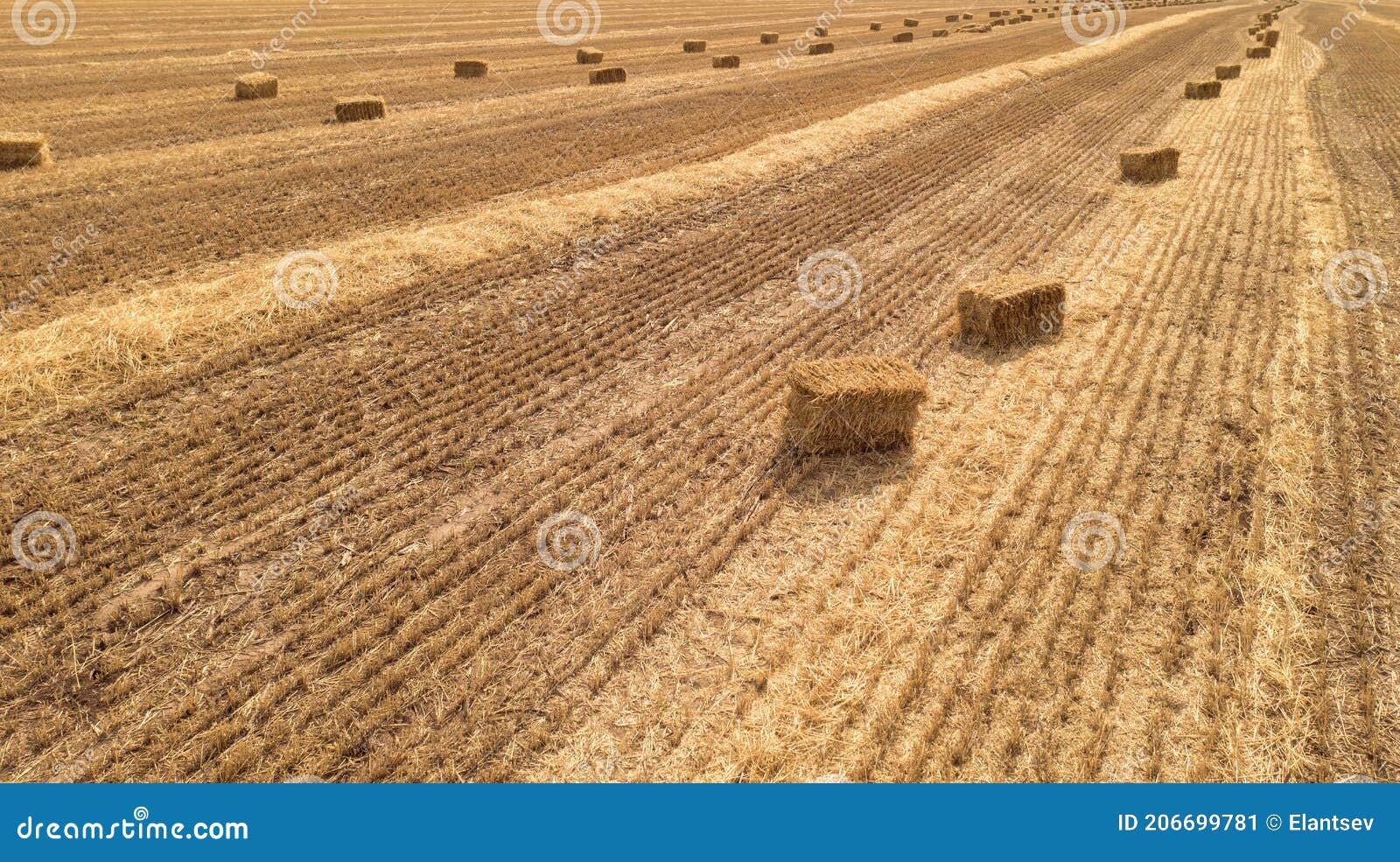 Rectangular Bales of Hay on the Field after the Wheat Harvest Stock ...