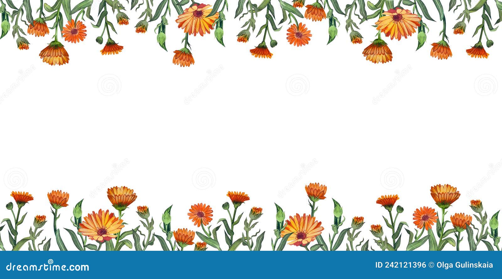 Rectangular Banner of Orange Calendula Flowers on a White Background ...