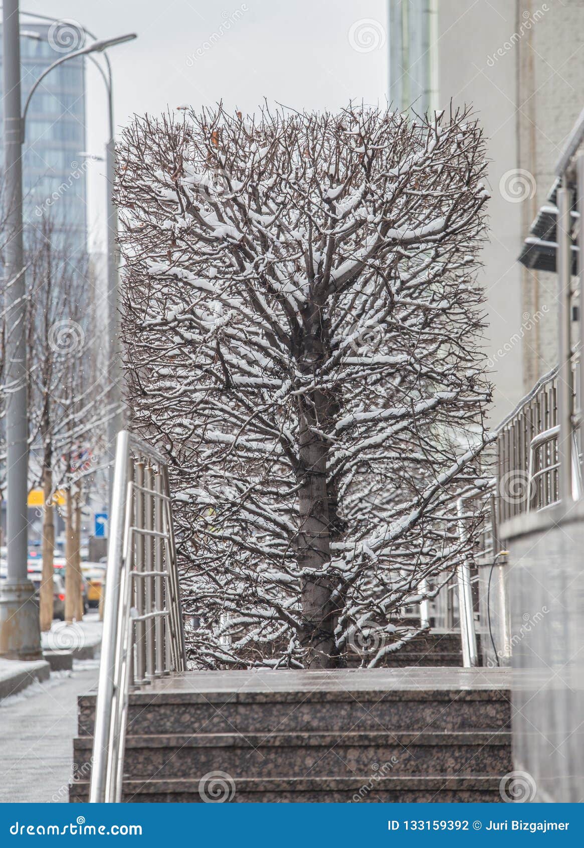 Rectangular Decorative Tree in Winter Stock Photo - Image of frosts ...