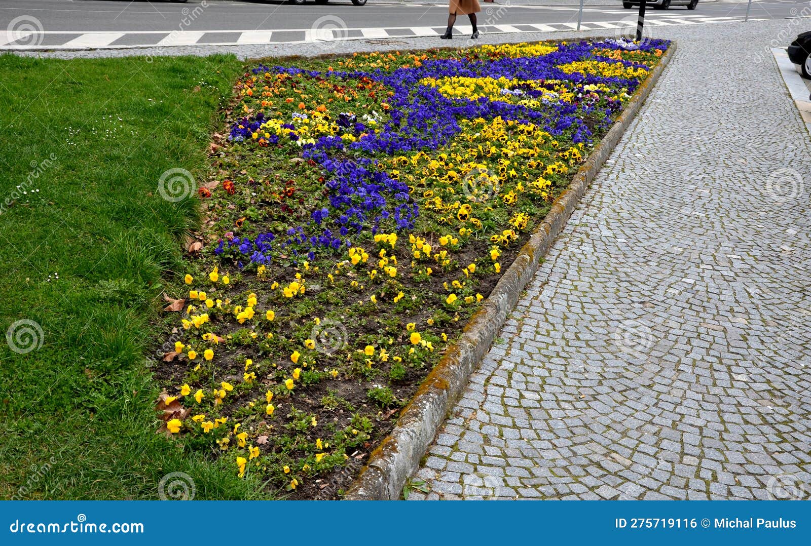 Rectangular Flowerbed Bordered and Divided by a Boxwood Hedge and Stock ...