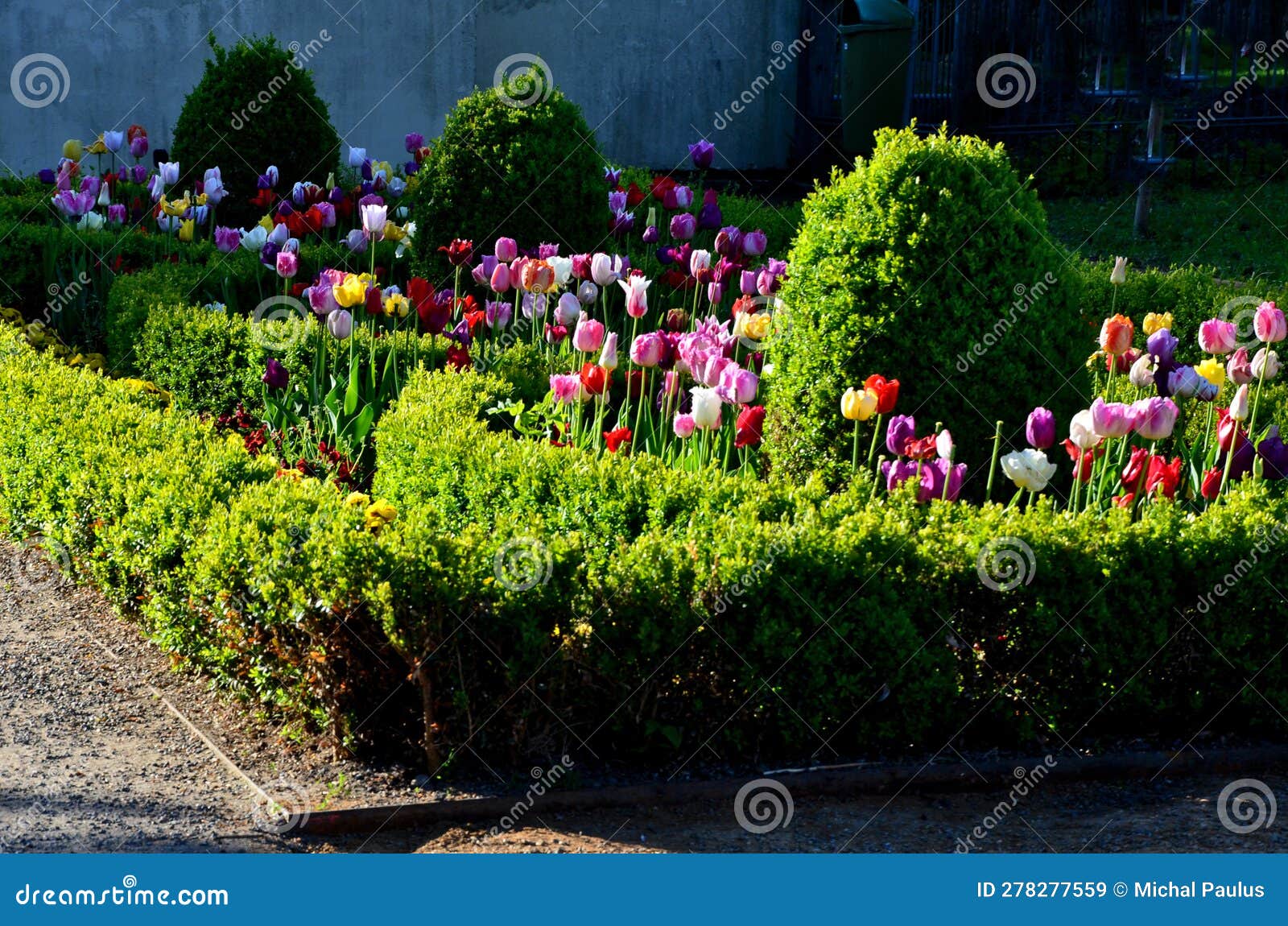 Rectangular Flowerbed Bordered and Divided by a Boxwood Hedge and Stock ...