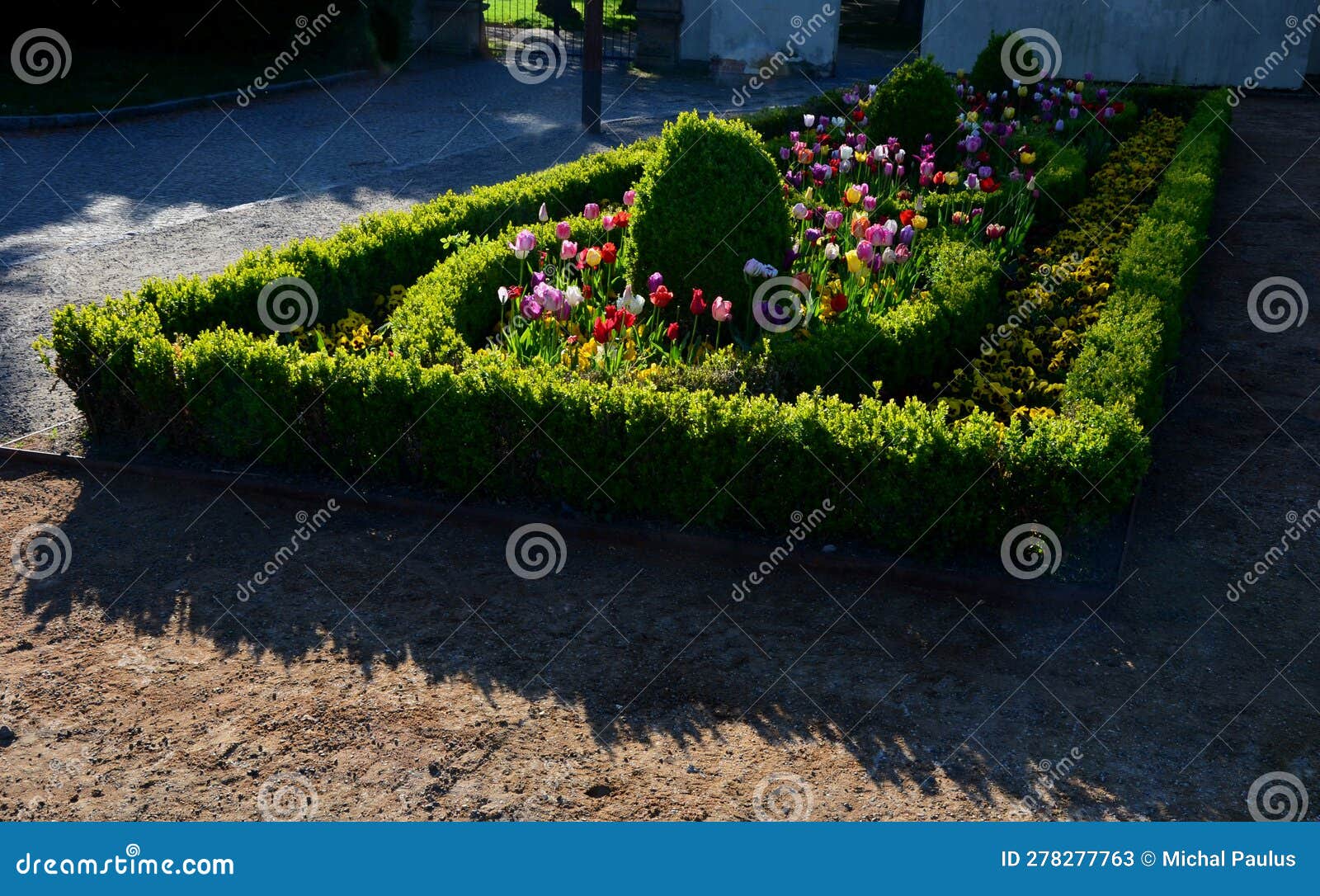 Rectangular Flowerbed Bordered and Divided by a Boxwood Hedge and Stock ...