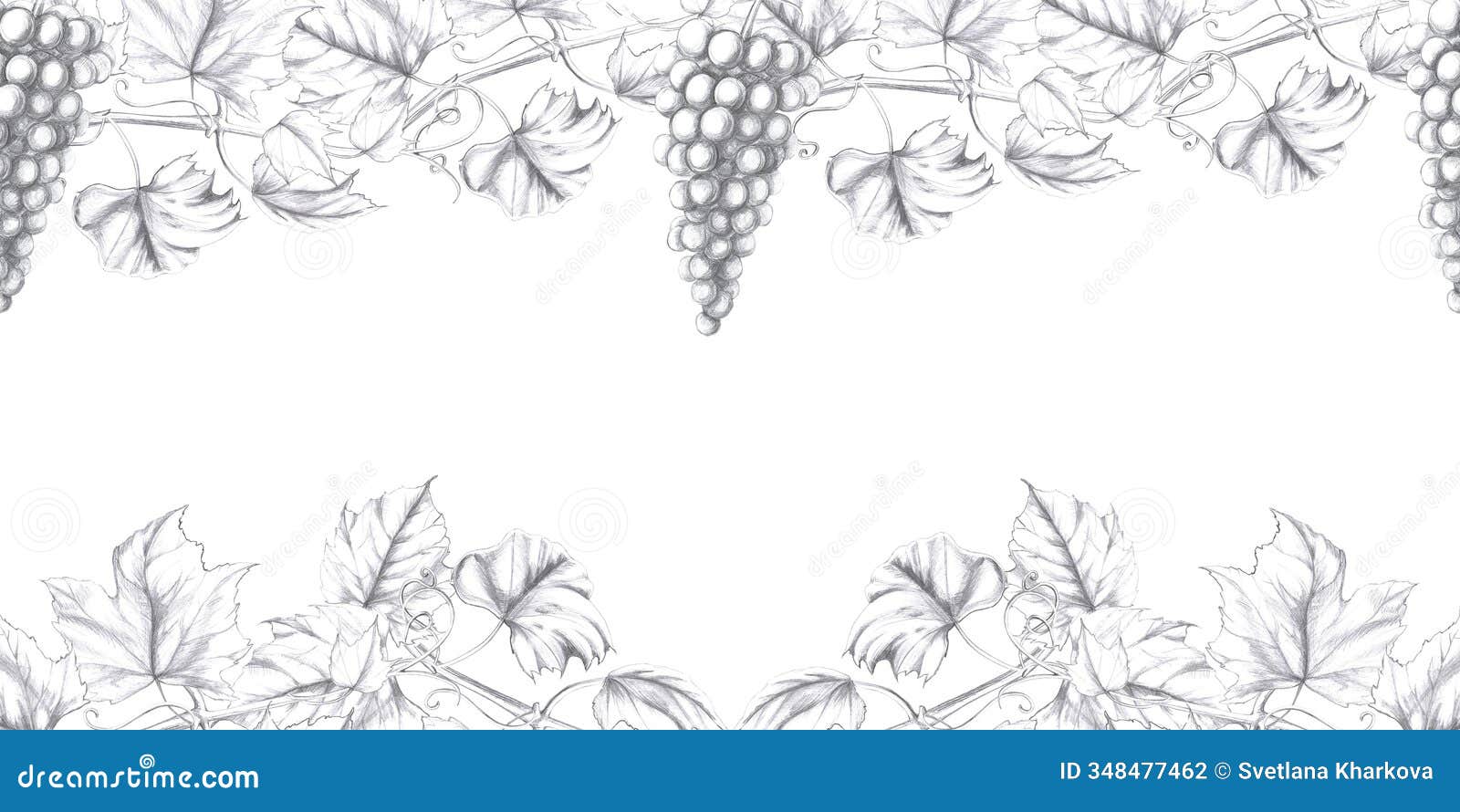 Rectangular Frame with Bunch of Grapes and Vine. Isolated Pencil ...