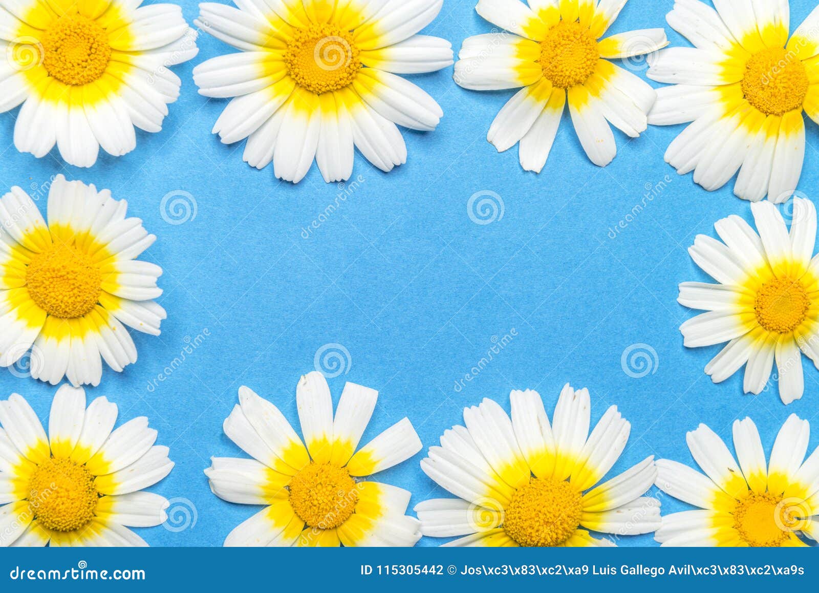 Rectangular Frame Formed by White and Yellow Flowers. Stock Photo ...