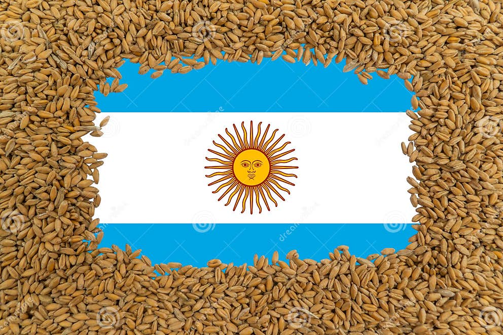 Rectangular Frame of Ripe Grains of Wheat on the Background of the Flag of Argentina Stock Photo ...