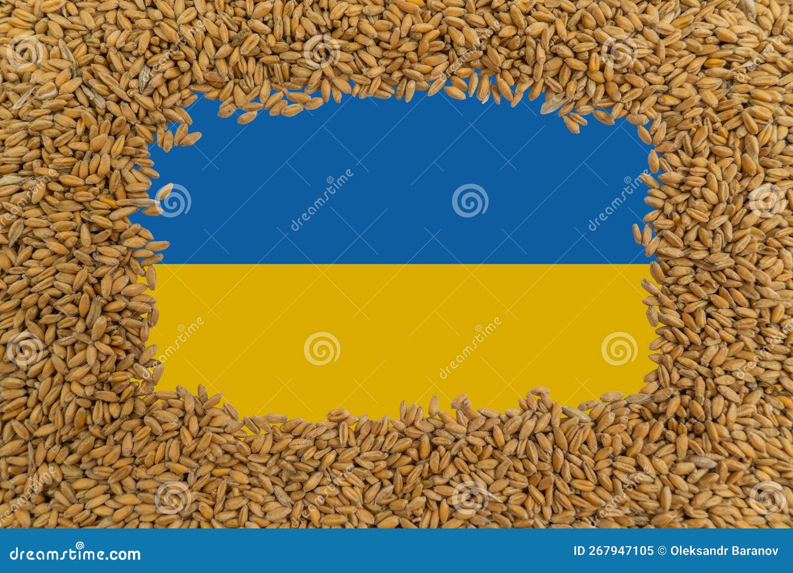 Rectangular Frame of Ripe Grains of Wheat on the Background of the Flag ...