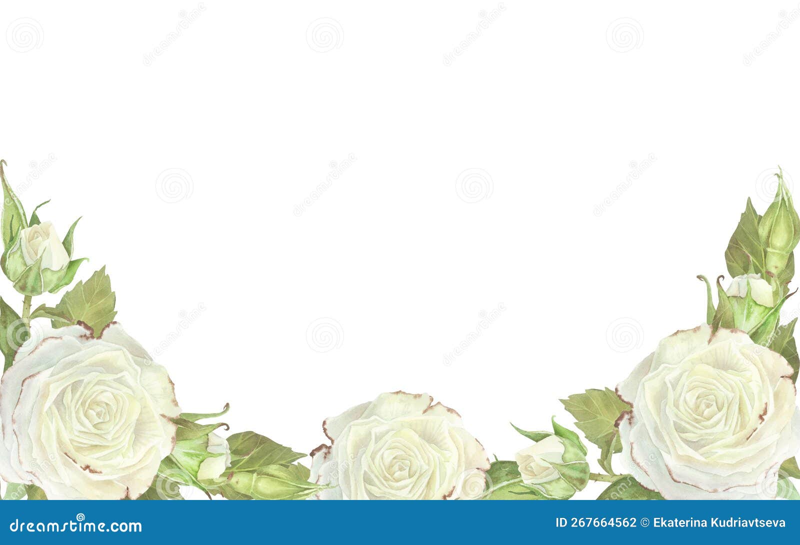 Rectangular Frame with White Roses Along the Bottom. Watercolor ...