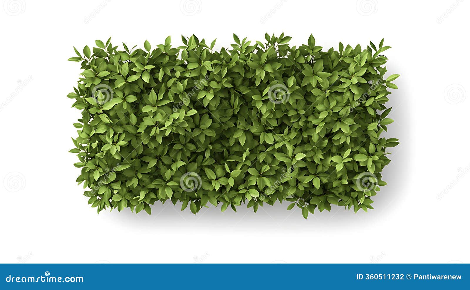 Rectangular Green Foliage Top View Illustration Stock Illustration ...