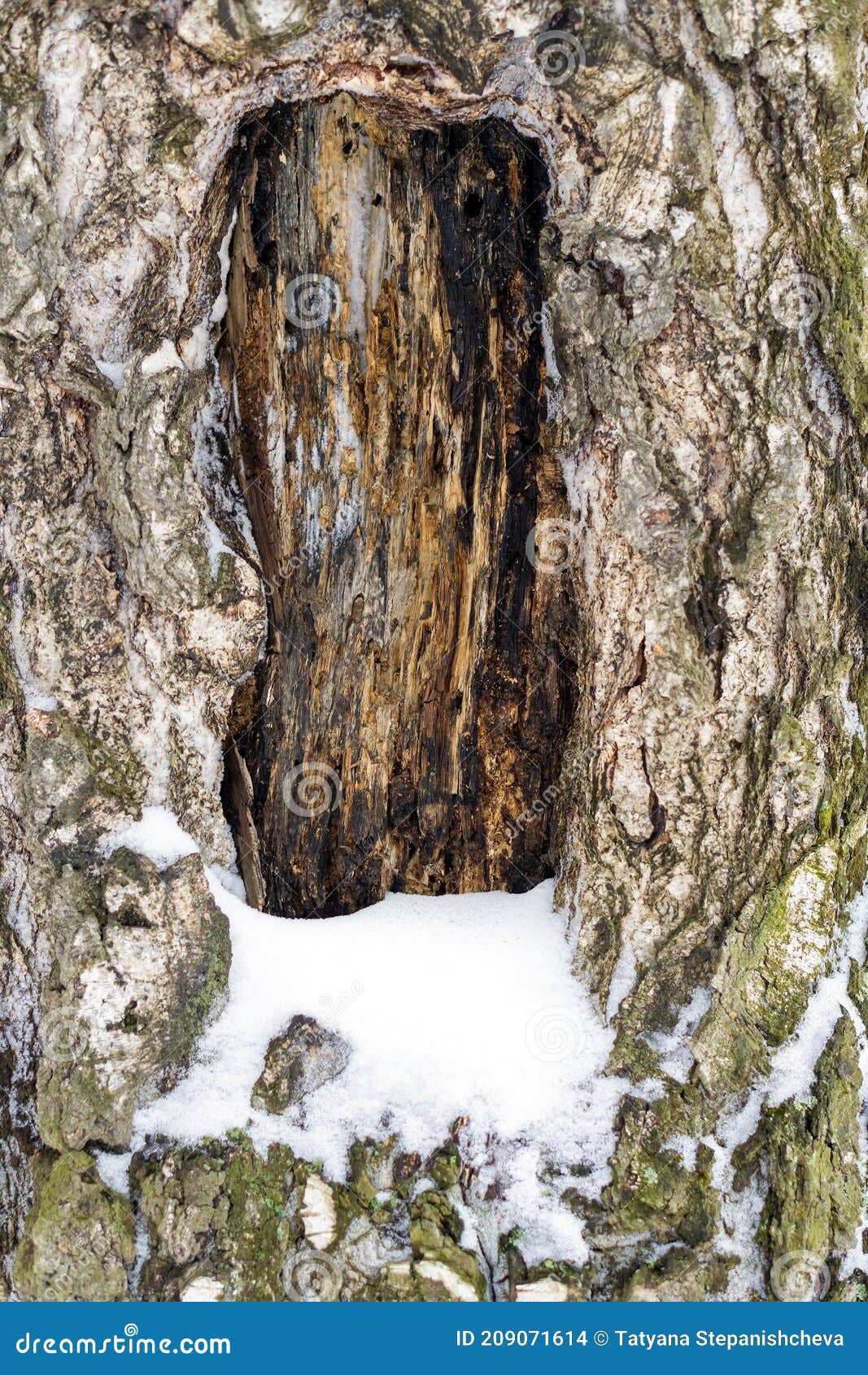 Rectangular Hole in the Bark of a Tree Stock Photo - Image of trunk ...