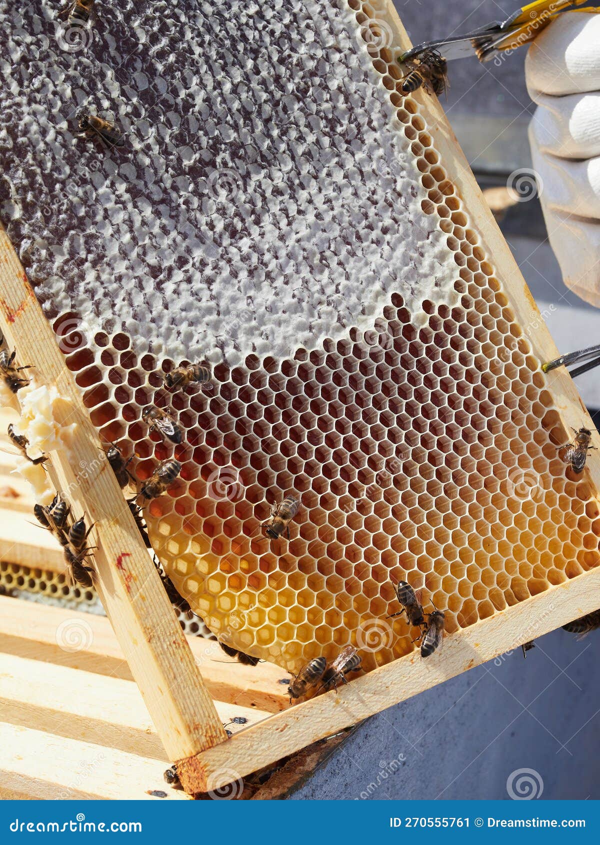 Rectangular Honey Frame Hive with Bees and Hexagonal Cells Stock Image ...