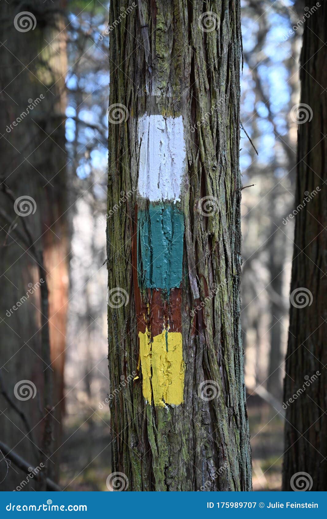 Trail Blazes stock image. Image of trunk, marker, hike - 175989707